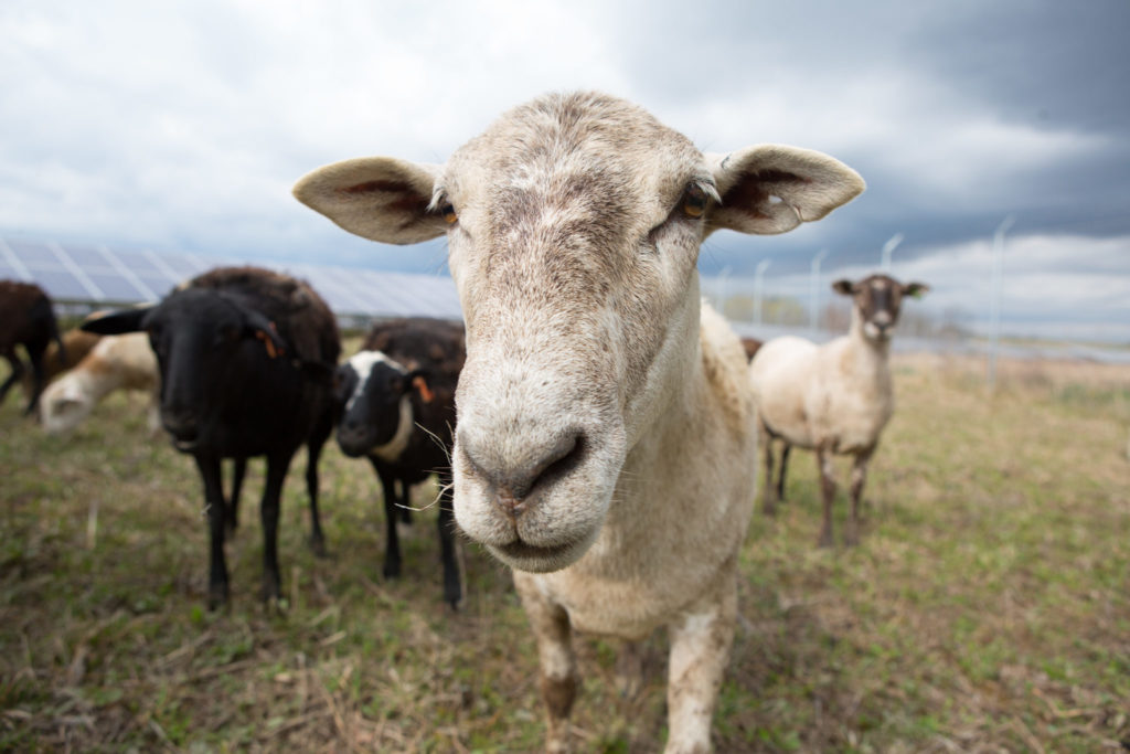 Ask a Vet: Sheep Identification for Solar Grazers - American Solar ...