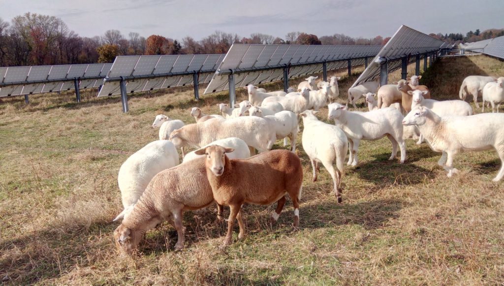 ASGA Call 26 - Arizona Solar Grazing - American Solar Grazing Association