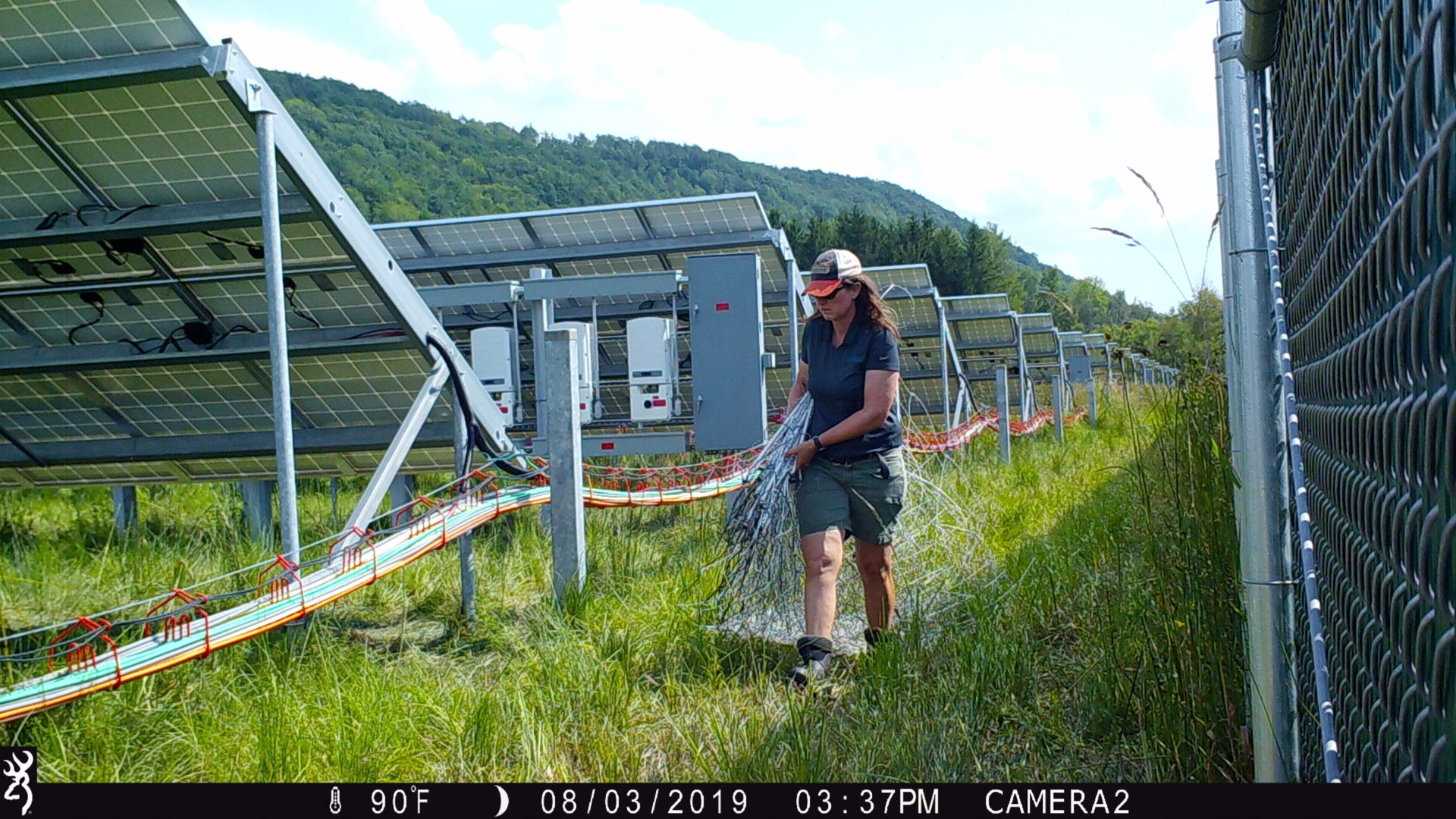 ASGA Call 25 - Best practices in Solar Grazing as industry expands with ...