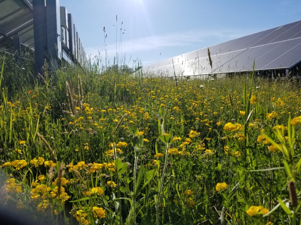 ASGA Call 31: Solar & Pollinators & Honey - American Solar Grazing ...