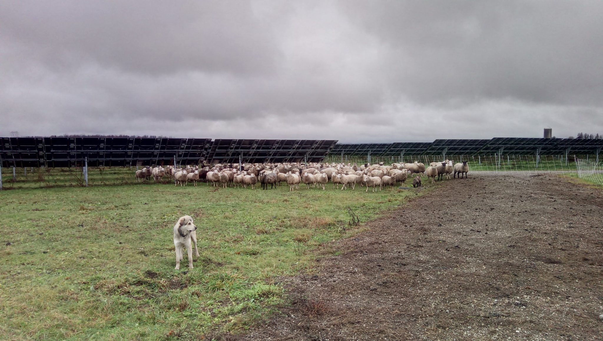 ASGA Call 32: 200 acres of solar make hay, honey & lamb - American ...