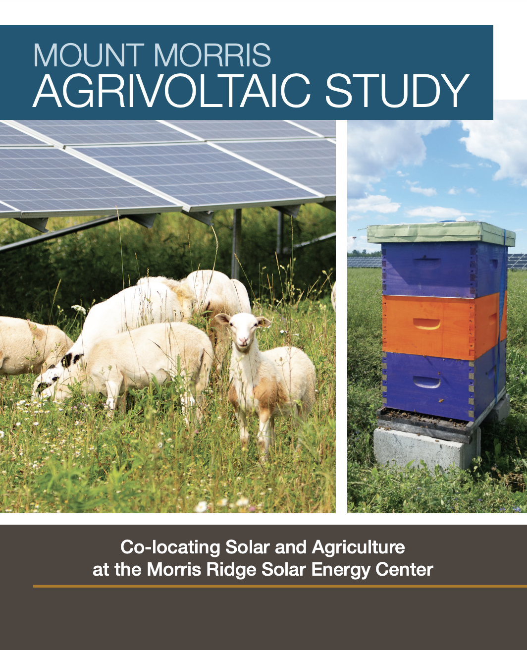Webinar: Large Scale Agrivoltaics: Solar Grazing on Utility Scale Solar ...