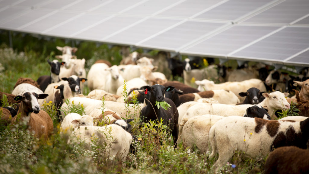 News - American Solar Grazing Association