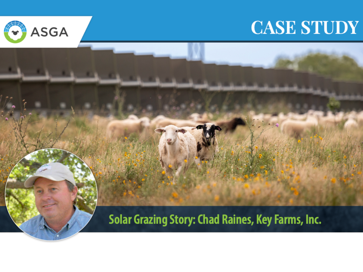 Solar Grazing Case Study: Chad Raines, Key Farms - American Solar ...