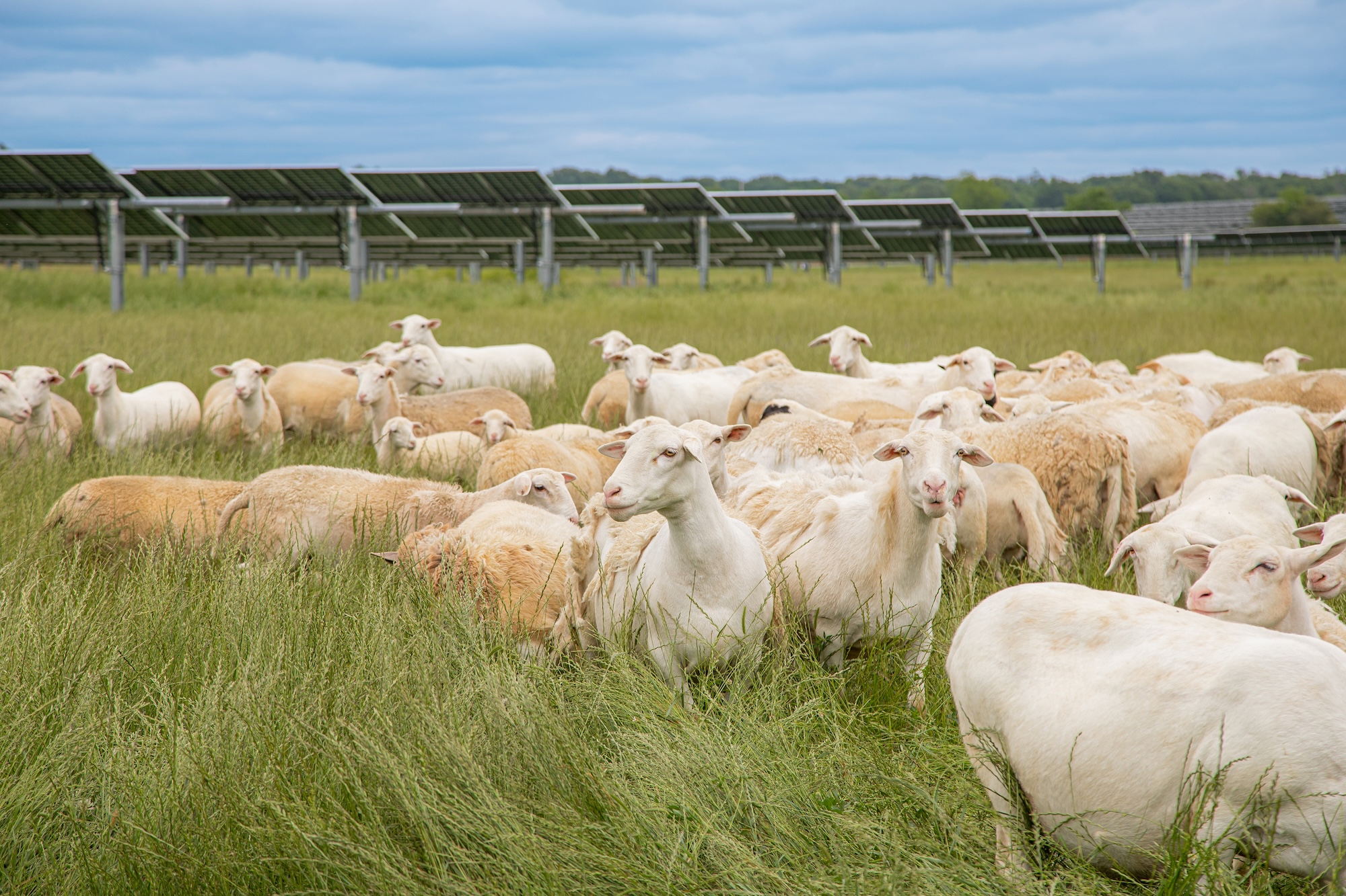 Texas Solar Grazing - American Solar Grazing Association