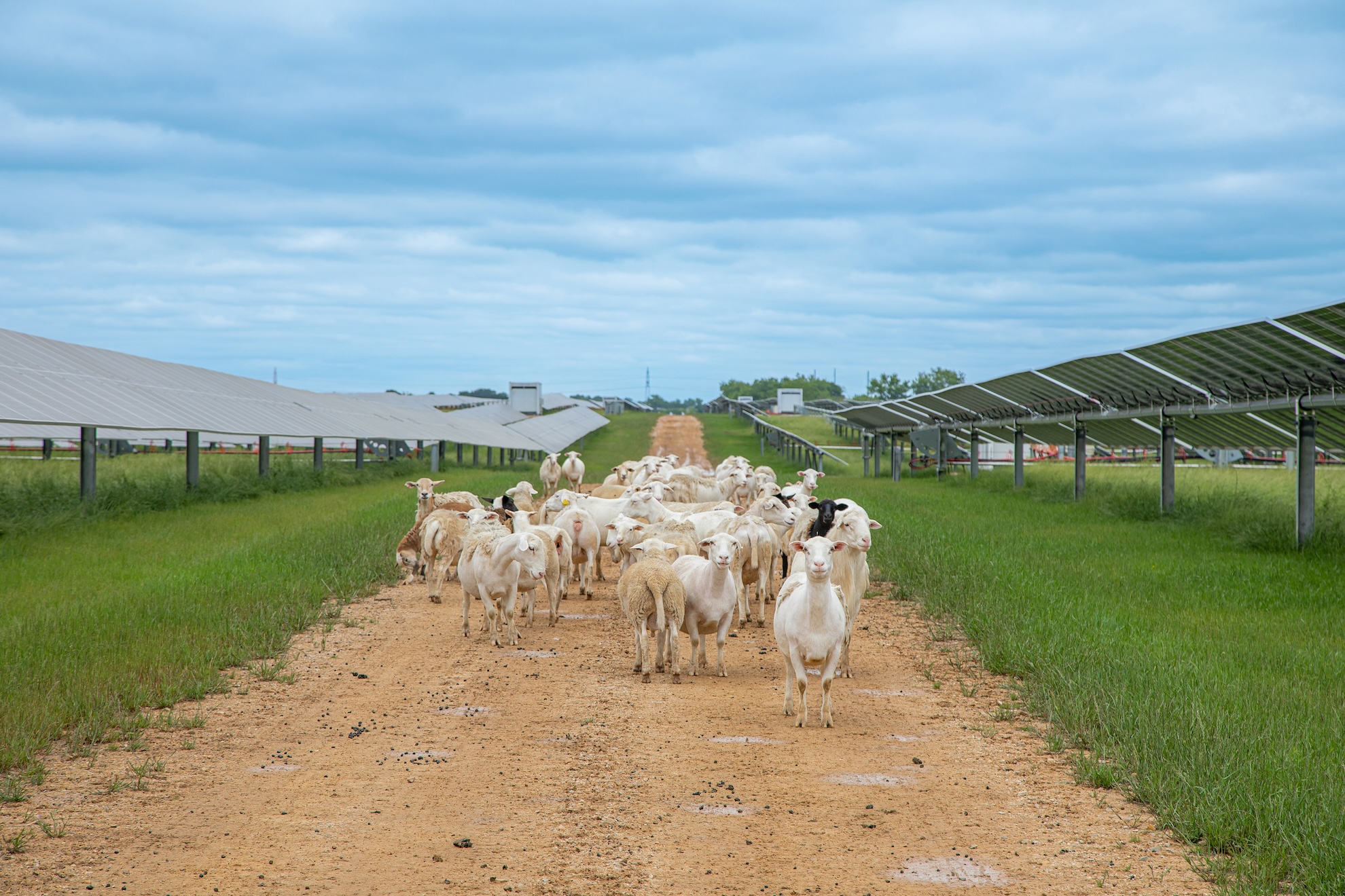 Graze a Million - American Solar Grazing Association