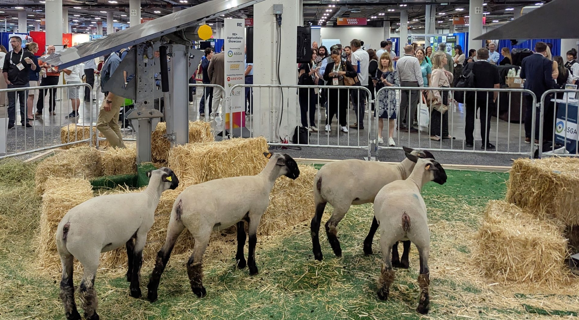 ASGA Shows Off the Value of Solar Grazing at RE+ 2025! - American Solar ...